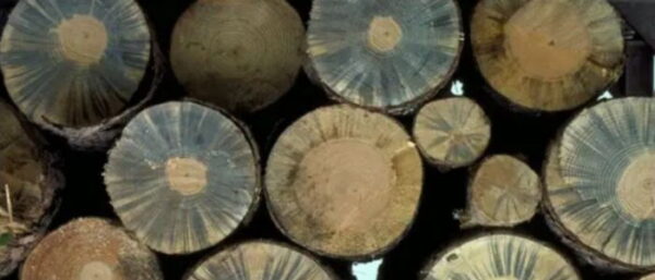 Wood Knowledge丨Why does wood change color