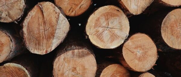 Green Wood Vs Dry Wood: Everything You Need to Know